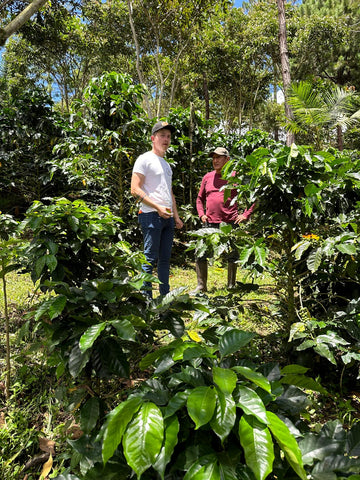 Pam coffee roaster – PAMCOFFEEROASTER