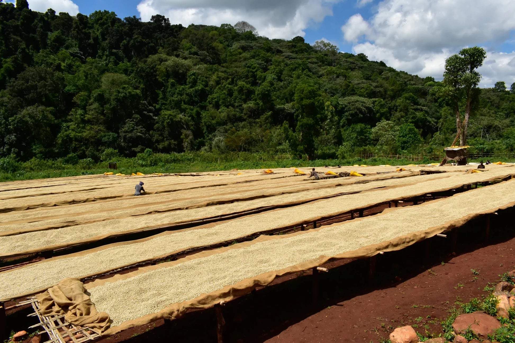 Pam coffee roaster – PAMCOFFEEROASTER